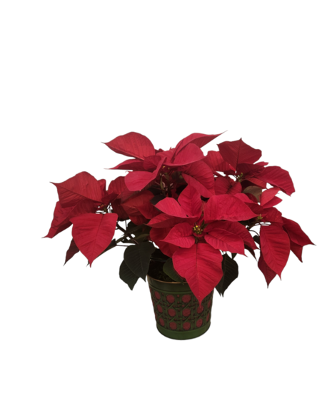 St. Louis Flowering & Blooming Plants | Walter Knoll Florist