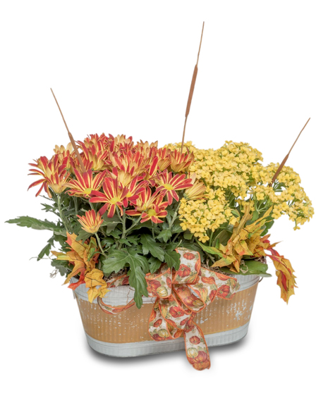 FALL ABUNDANCE | St. Louis (MO) Fall Flowers & Plants | Walter Knoll ...